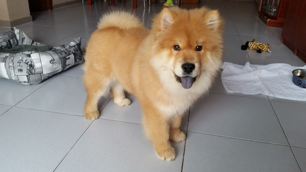 Pipo - Vinculo Canino